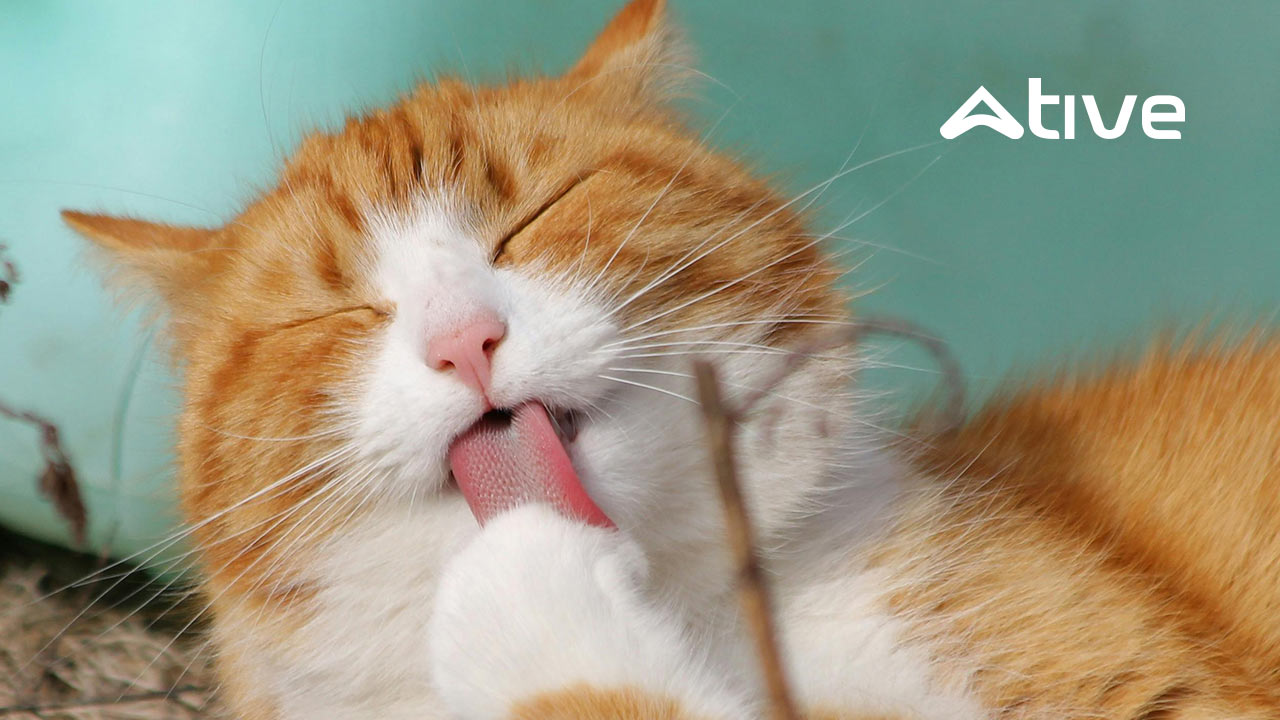 Dicas para quem quer empreender em 2024 | Blog Ative